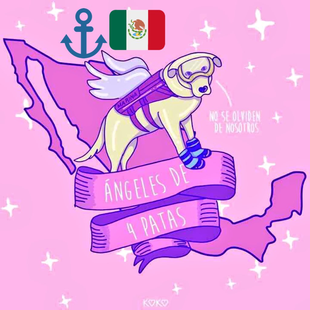 Frida: La perrita rescatista de México que se ha tomado las redes ...